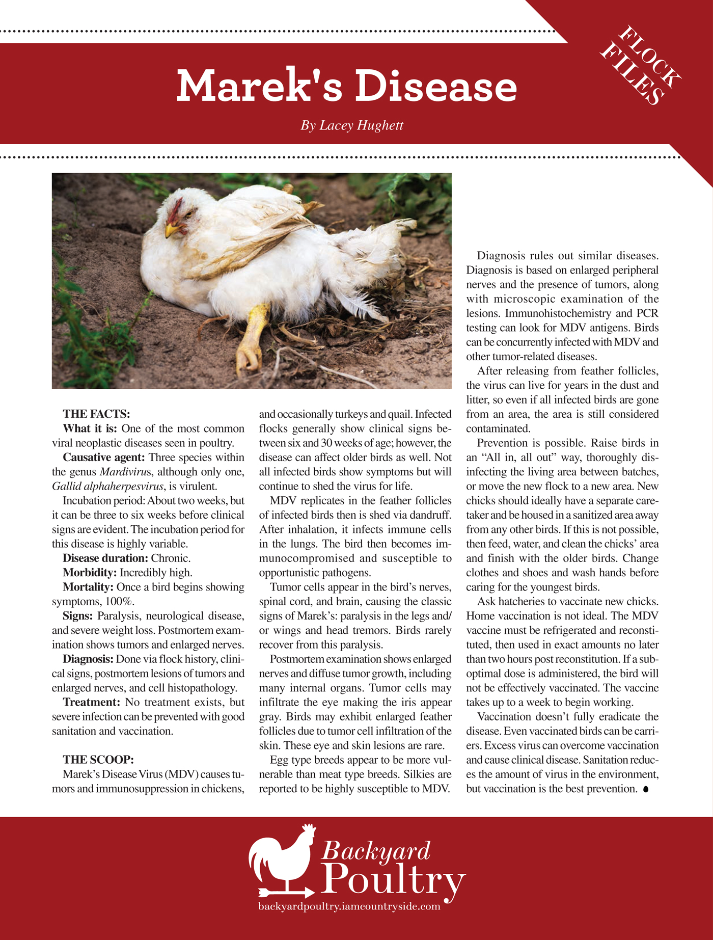 Marek's Disease - Backyard Poultry